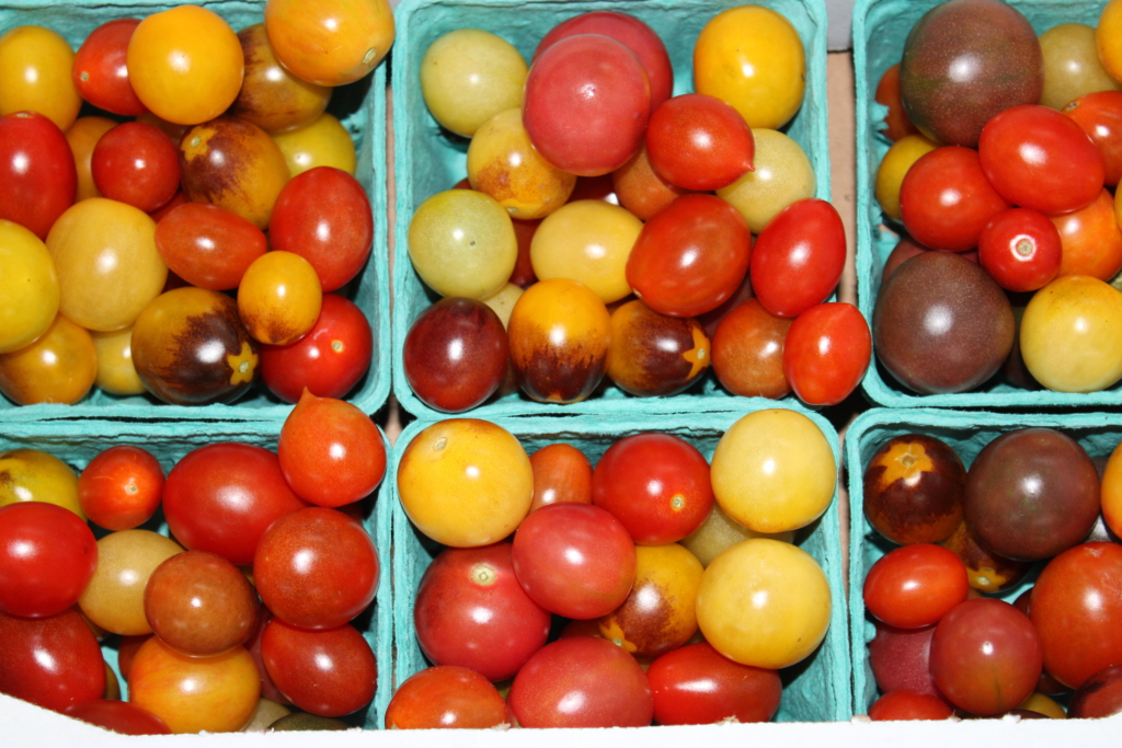 Rainbow Cherry tomatoes - Green Meadow Farm of Gap