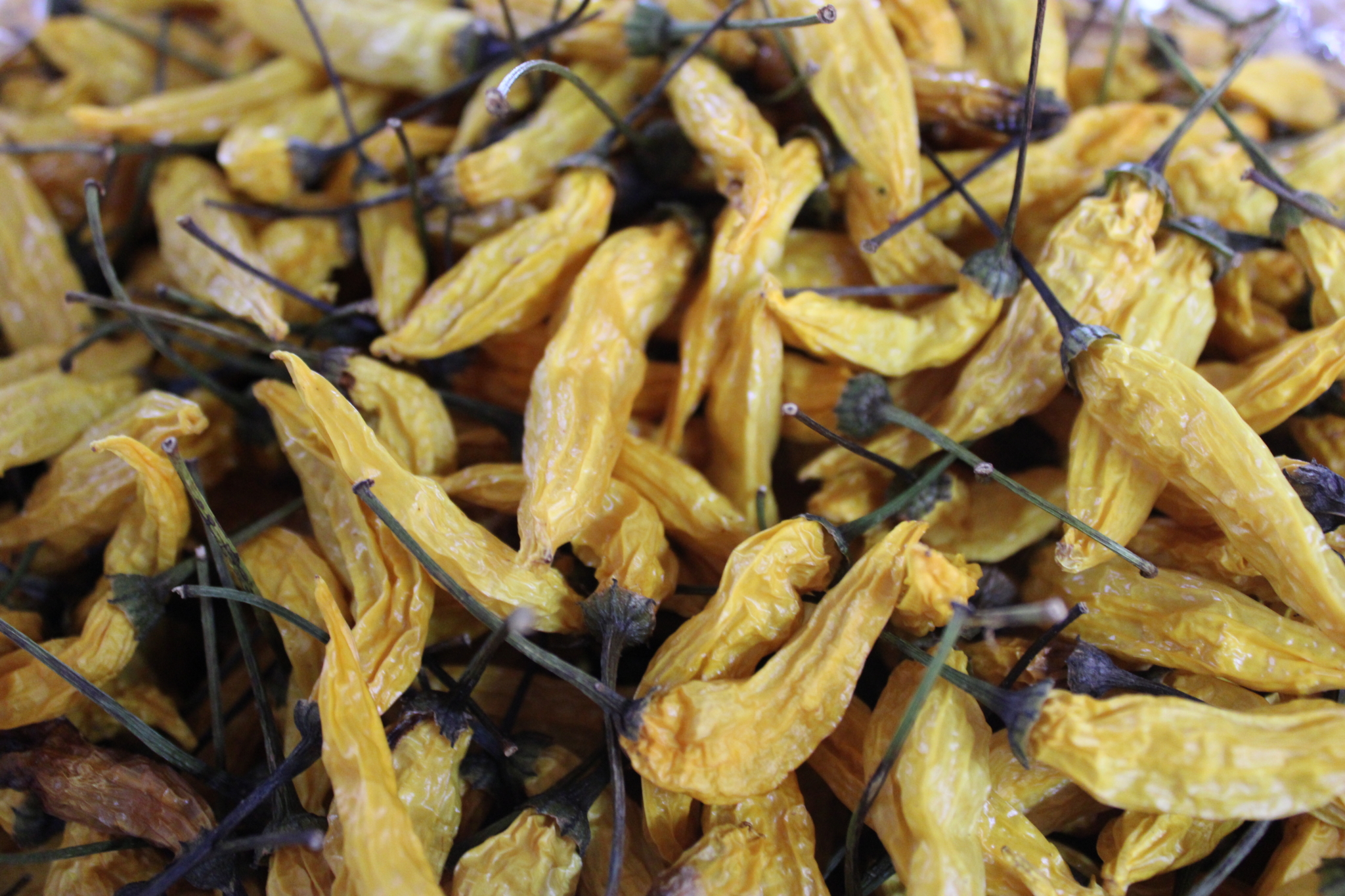 Dried lemon drop peppers - Green Meadow Farm of Gap