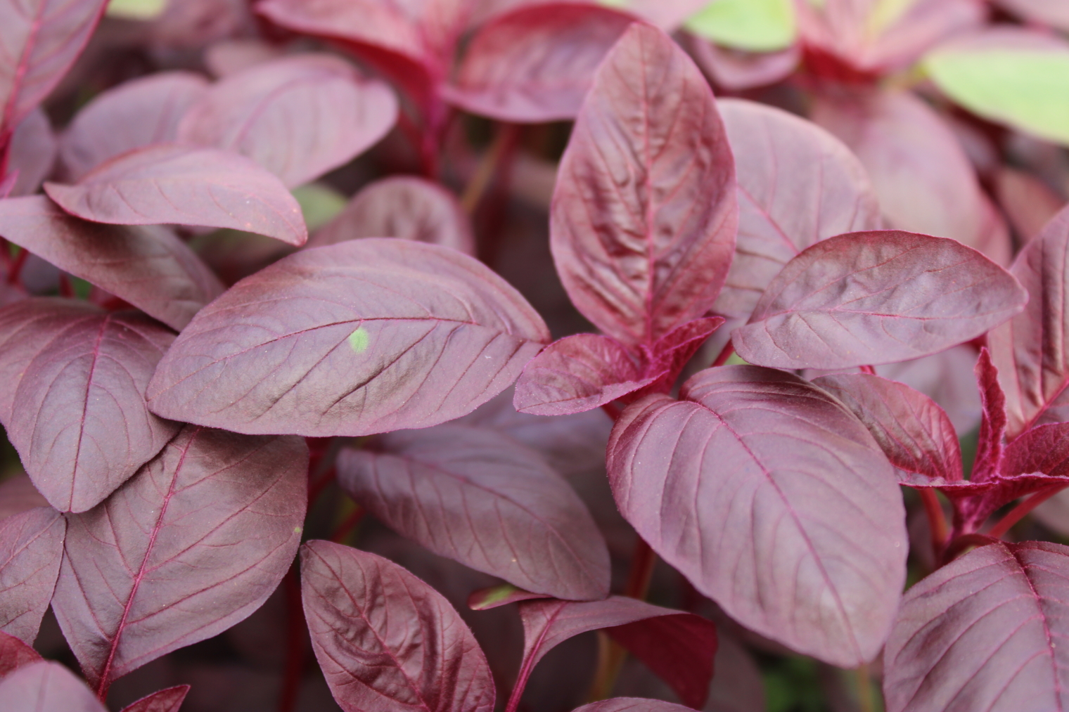 Red amaranth - Green Meadow Farm of Gap